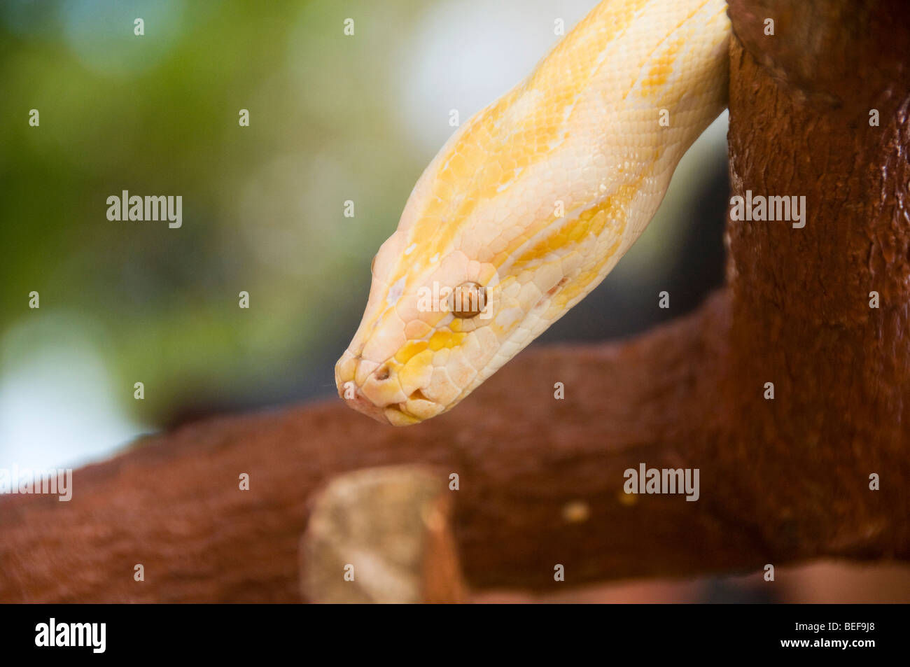 Burmese python ((Python molurus bivittatus Stock Photo - Alamy Burmese python ((Python molurus bivittatus Stock Photo - Alamy