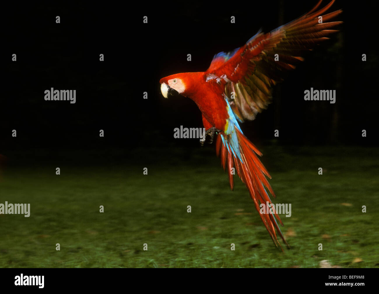 Scarlet Macaw (Ara macao) In flight, Tambopata Reserve, SE Peruvian ...