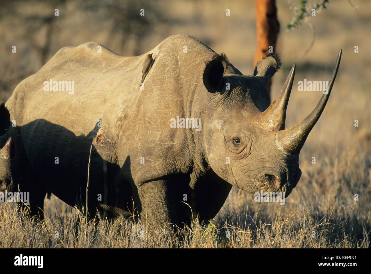 Black Rhinocerous, (Diceros bicornis), endangered, Lewa Downs Reserve ...