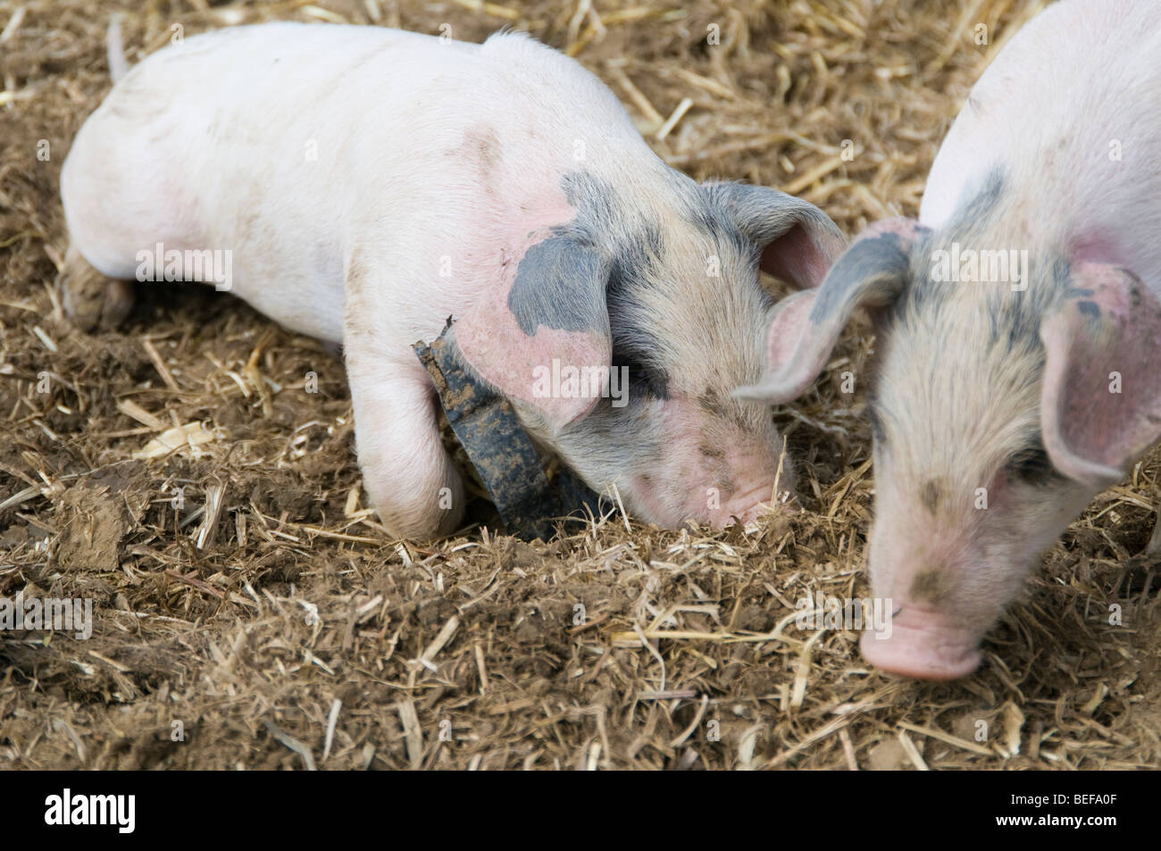 Two piglets hi-res stock photography and images - Alamy