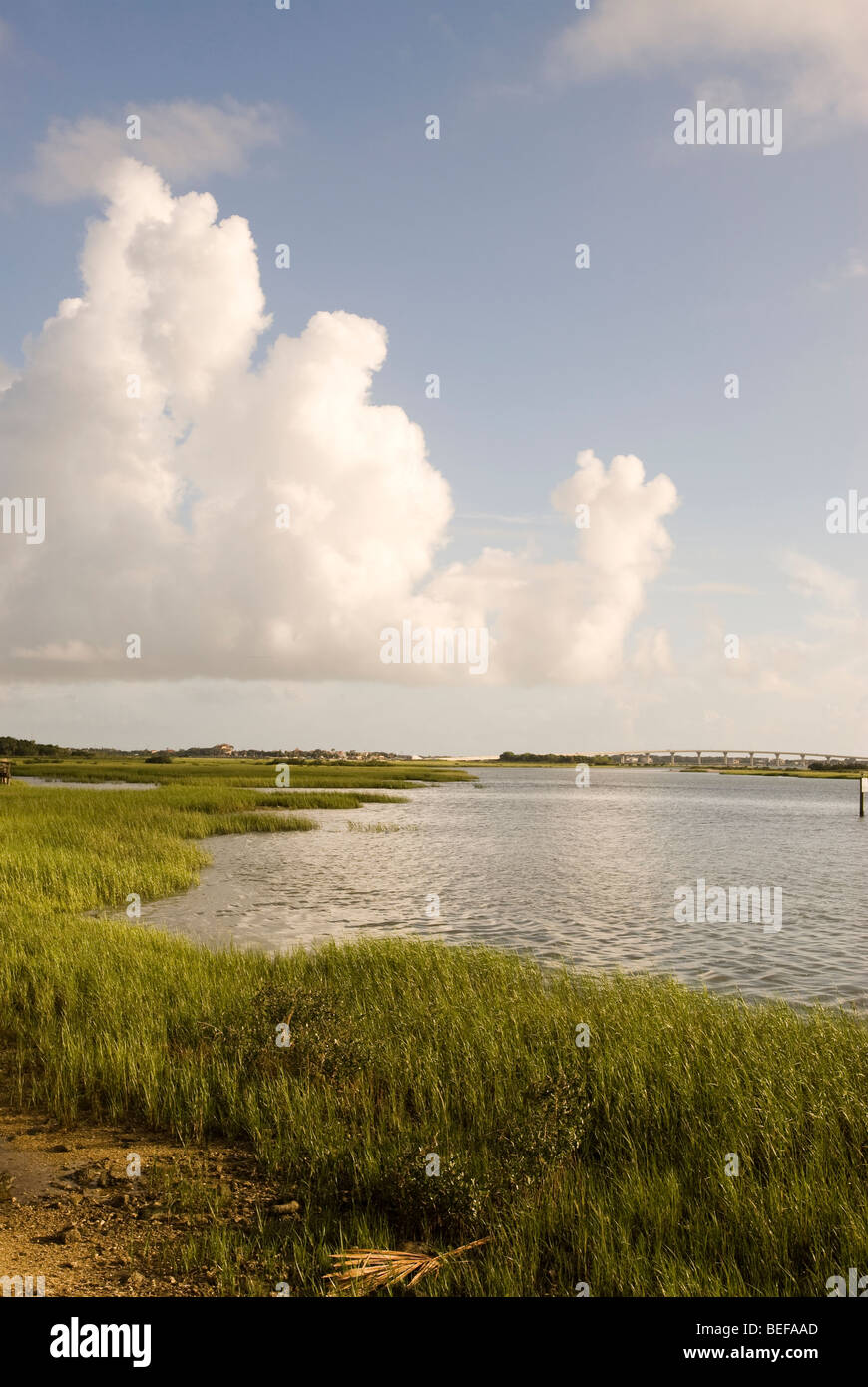 Florida salt marsh hi-res stock photography and images - Alamy