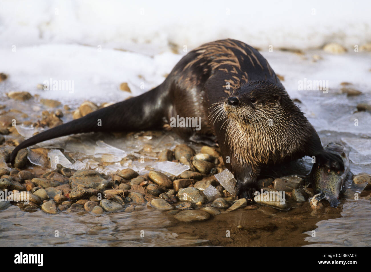 River Otter, (Lutra canadensis), one on rocks of river, Uinta National ...