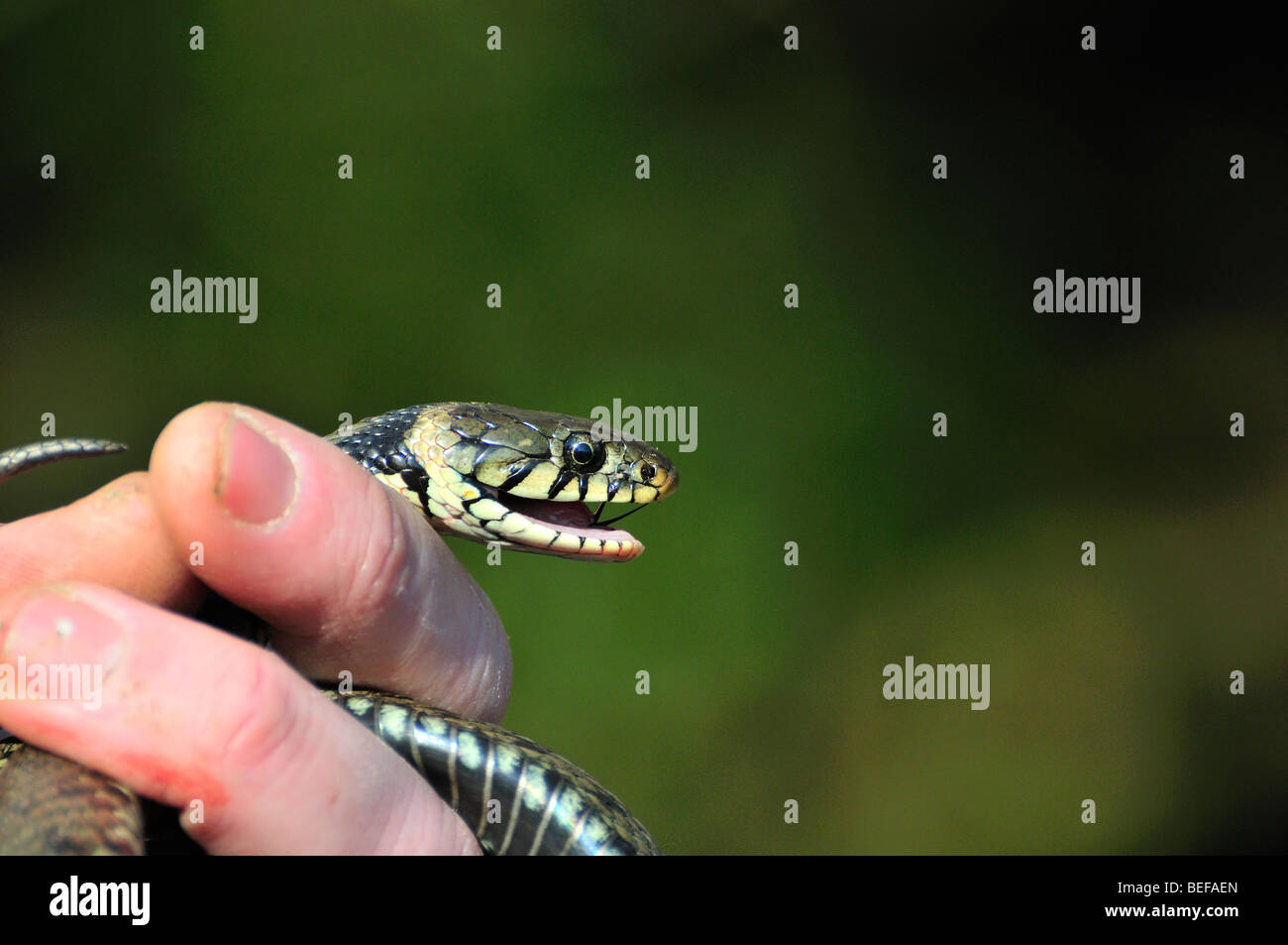 Grass Snake, Natrix Natrix Stock Photo - Alamy
