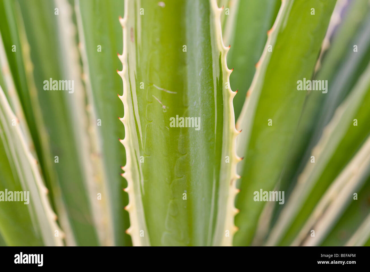 Tropical succulent plant, Playas del Coco, Guanacaste Province, Costa ...