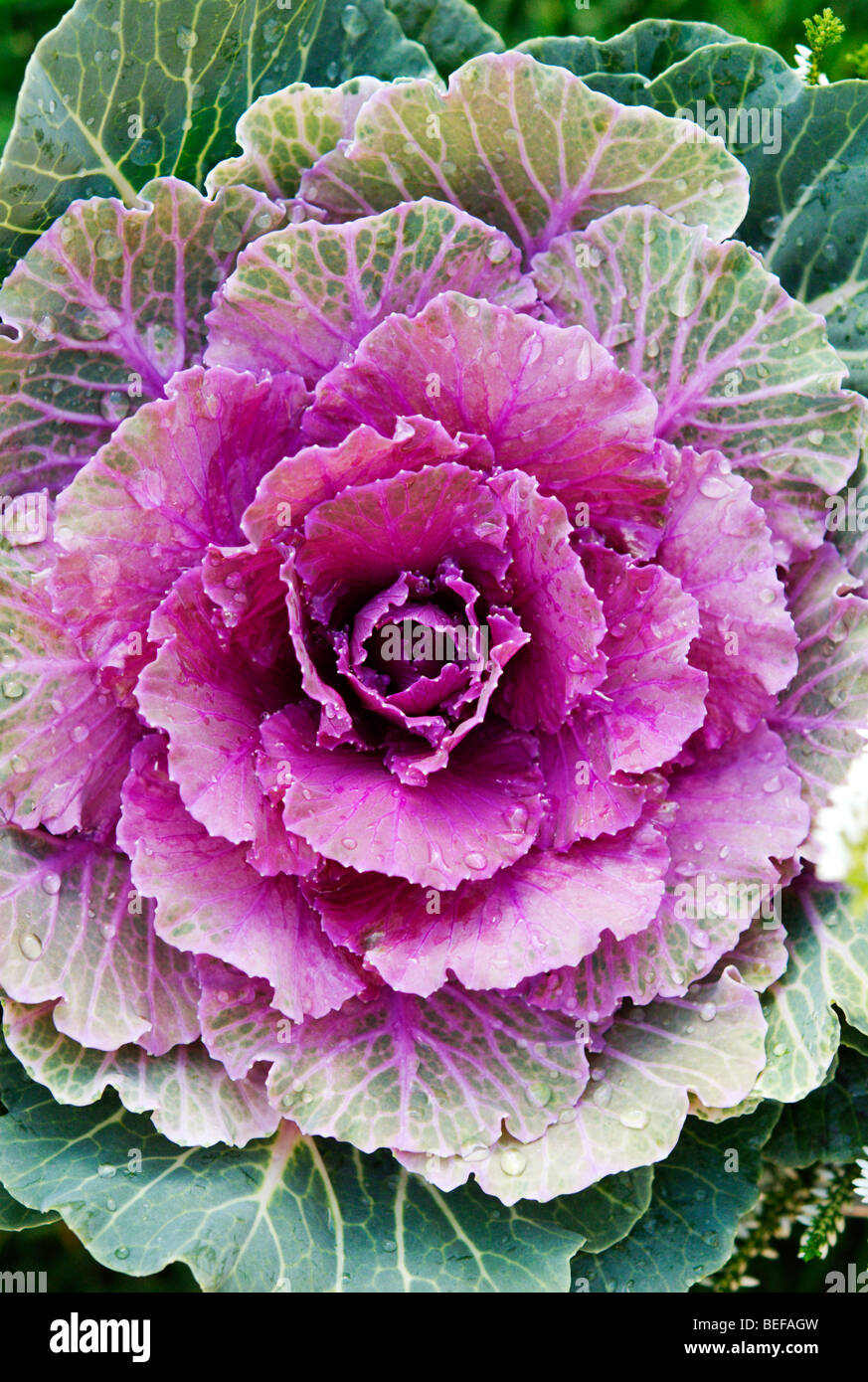 Kale borecole hi-res stock photography and images - Alamy