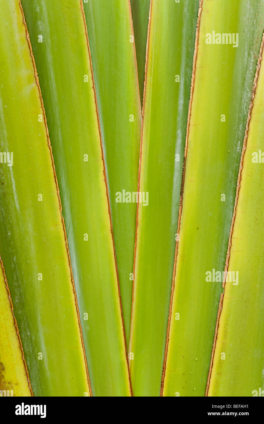 Palm tree leaves in Guanacaste, Nicoya Peninsula, Costa Rica Stock ...