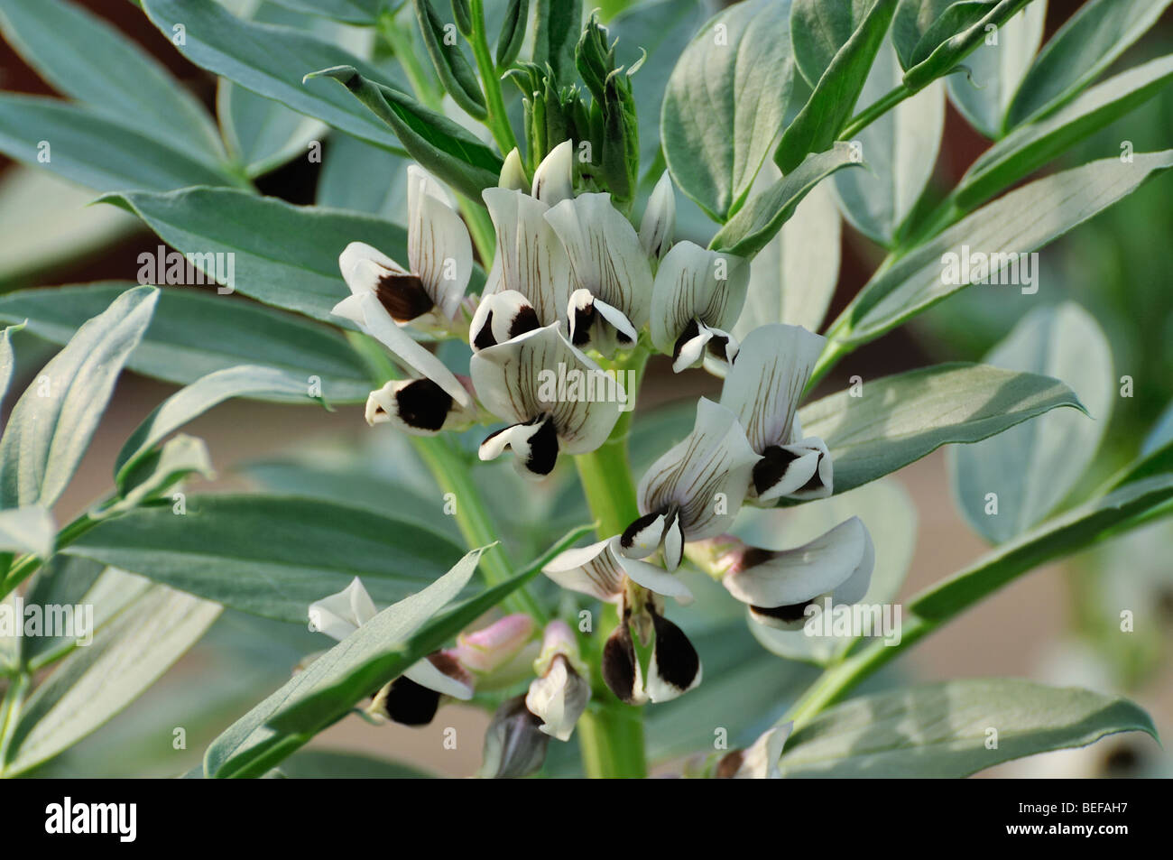 Broad bean flowers hi-res stock photography and images - Alamy