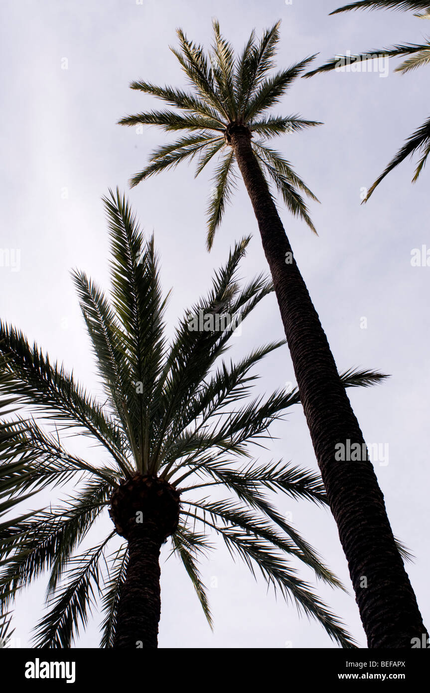 palm trees spain Stock Photo - Alamy