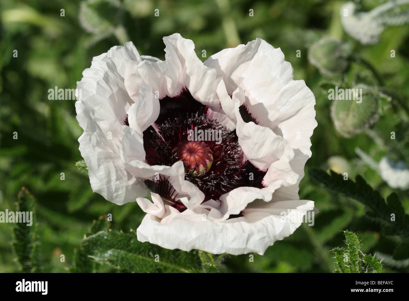 White Poppy High Resolution Stock Photography and Images - Alamy