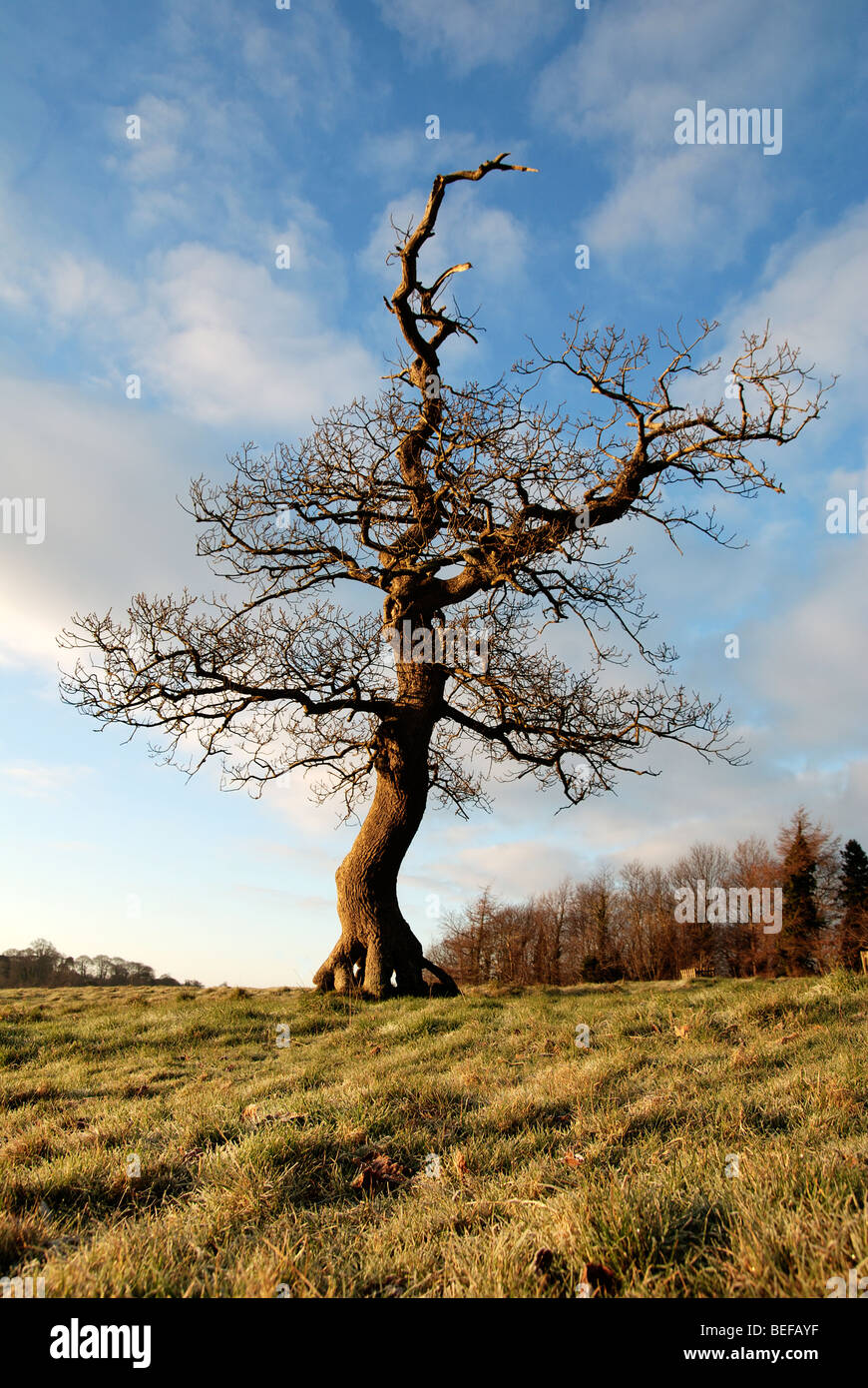 English oak tree hi-res stock photography and images - Alamy