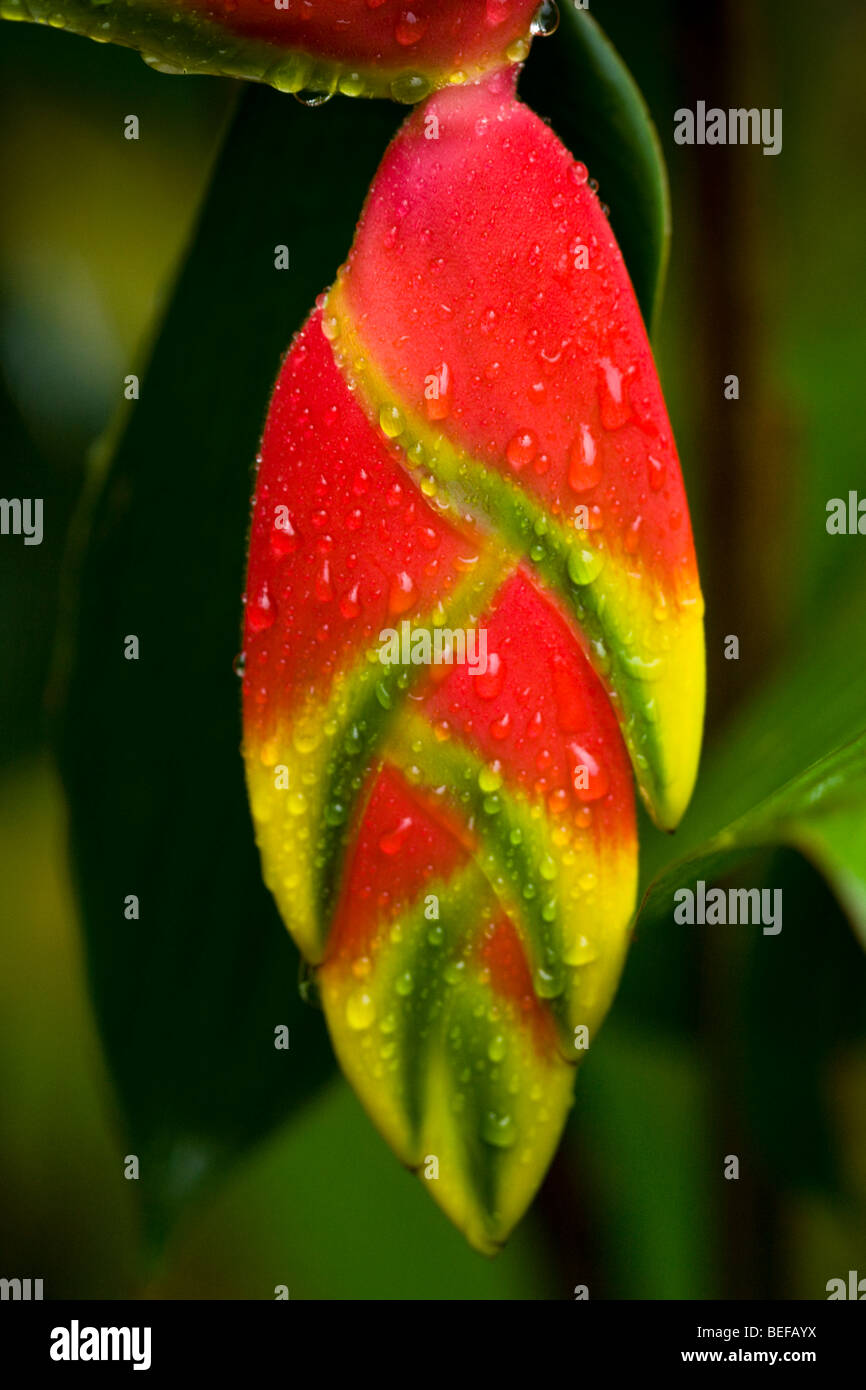 Hanging lobster claw heliconia (Heliconia rostrata) along the Gulf of ...