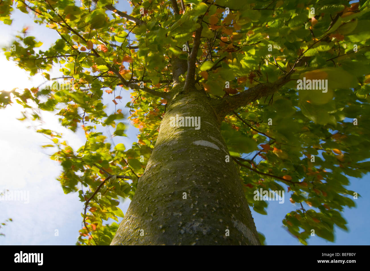 Looking up tree trunk at leaves and branches being blown in the wind ...