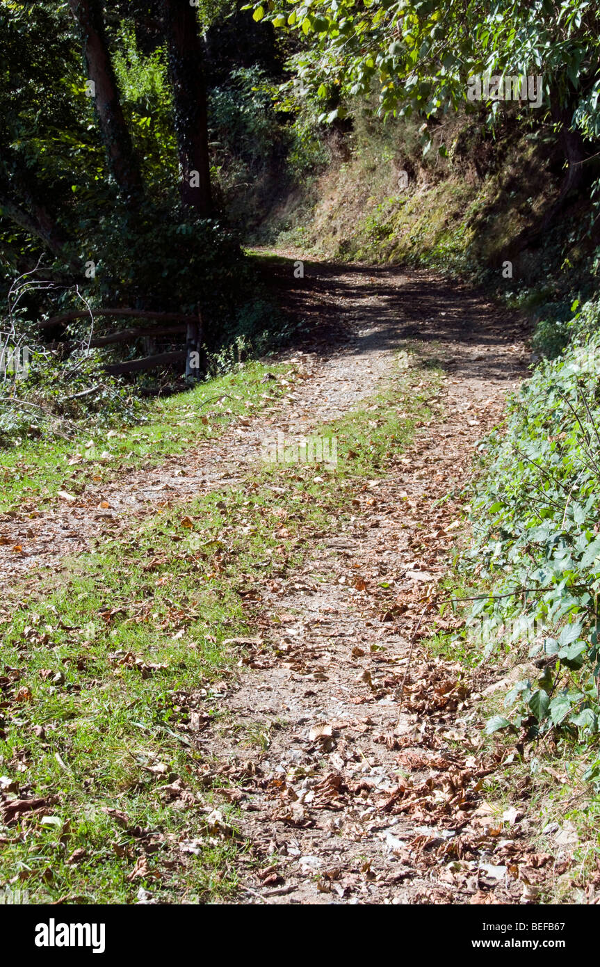 Path in the woods with leaves on the ground Stock Photo - Alamy