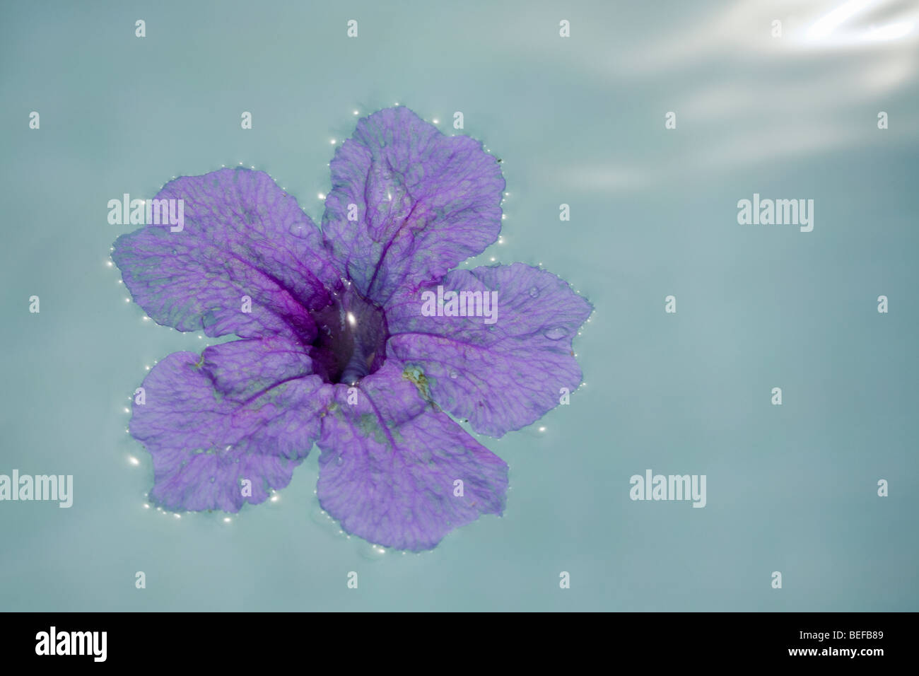 Purple Mexican Petunia floating in a pool at Playas del Coco, Costa ...