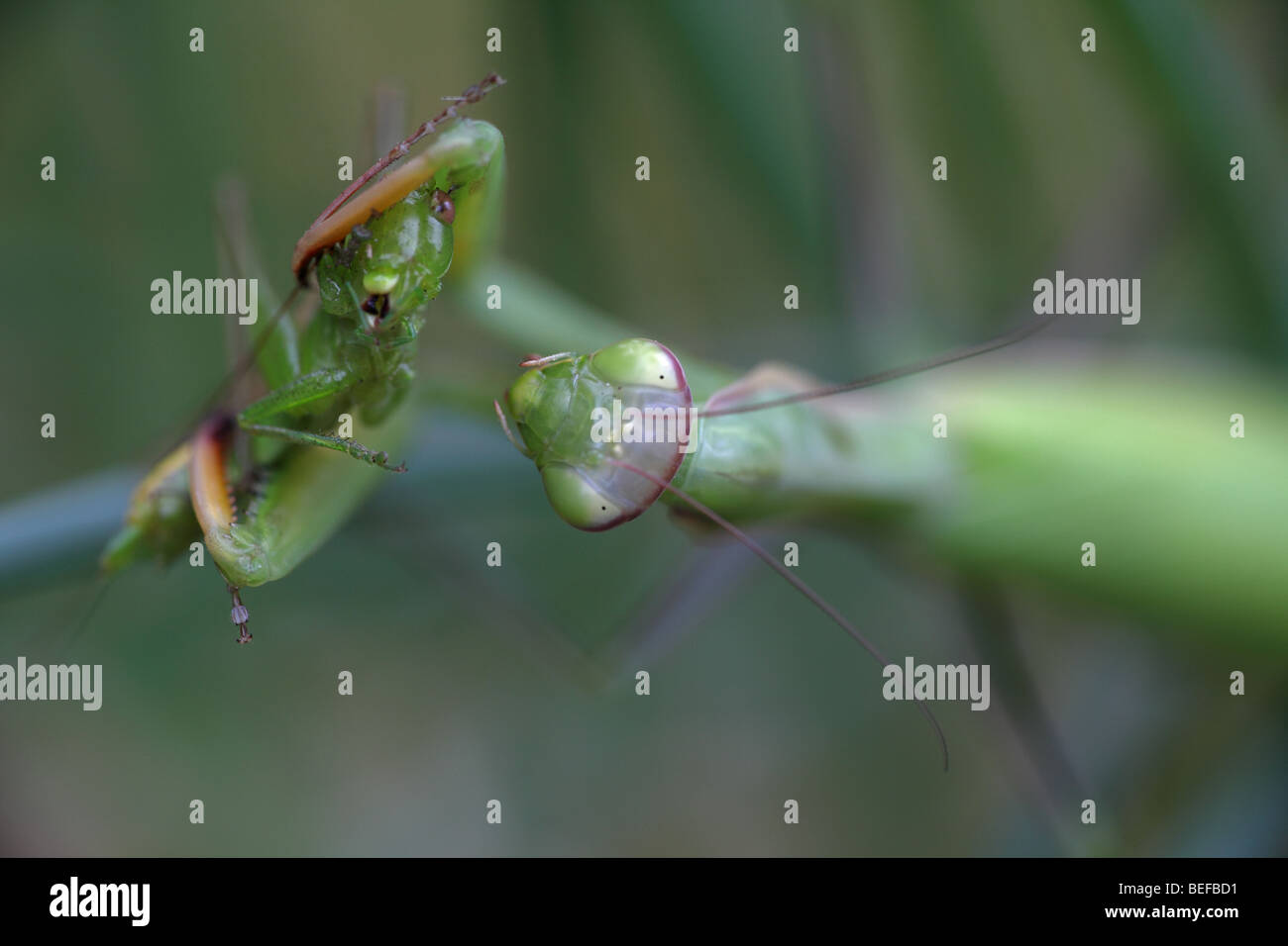 European Mantid (Mantis religiosa) - Eating a grasshopper - Oregon ...