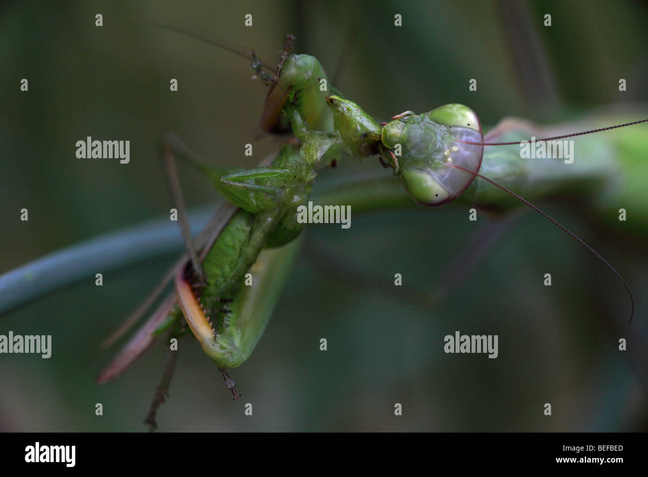 European Mantid (Mantis religiosa) - Eating a grasshopper - Oregon ...