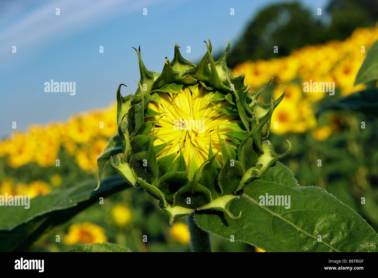 A tilted line of sunflowers behind a large blossom bud Stock Photo - Alamy