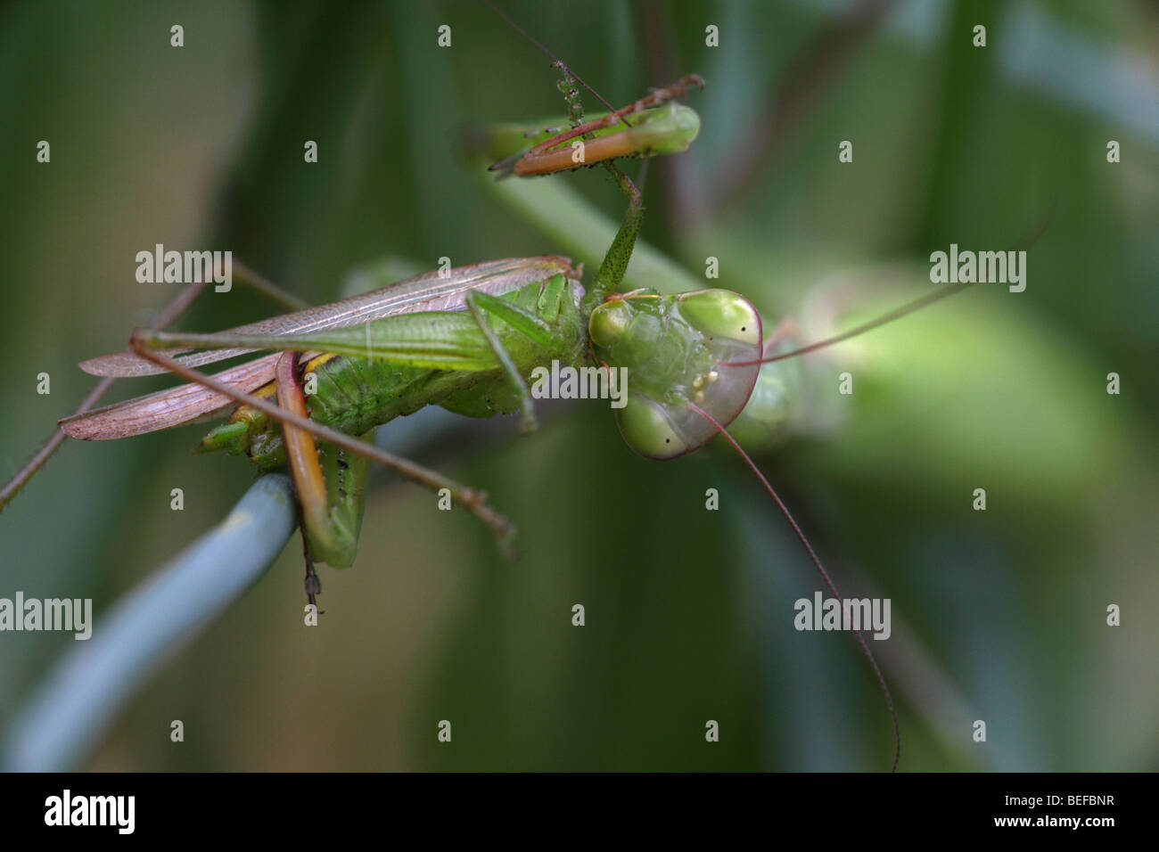European Mantid (Mantis religiosa) - Eating a grasshopper - Oregon ...