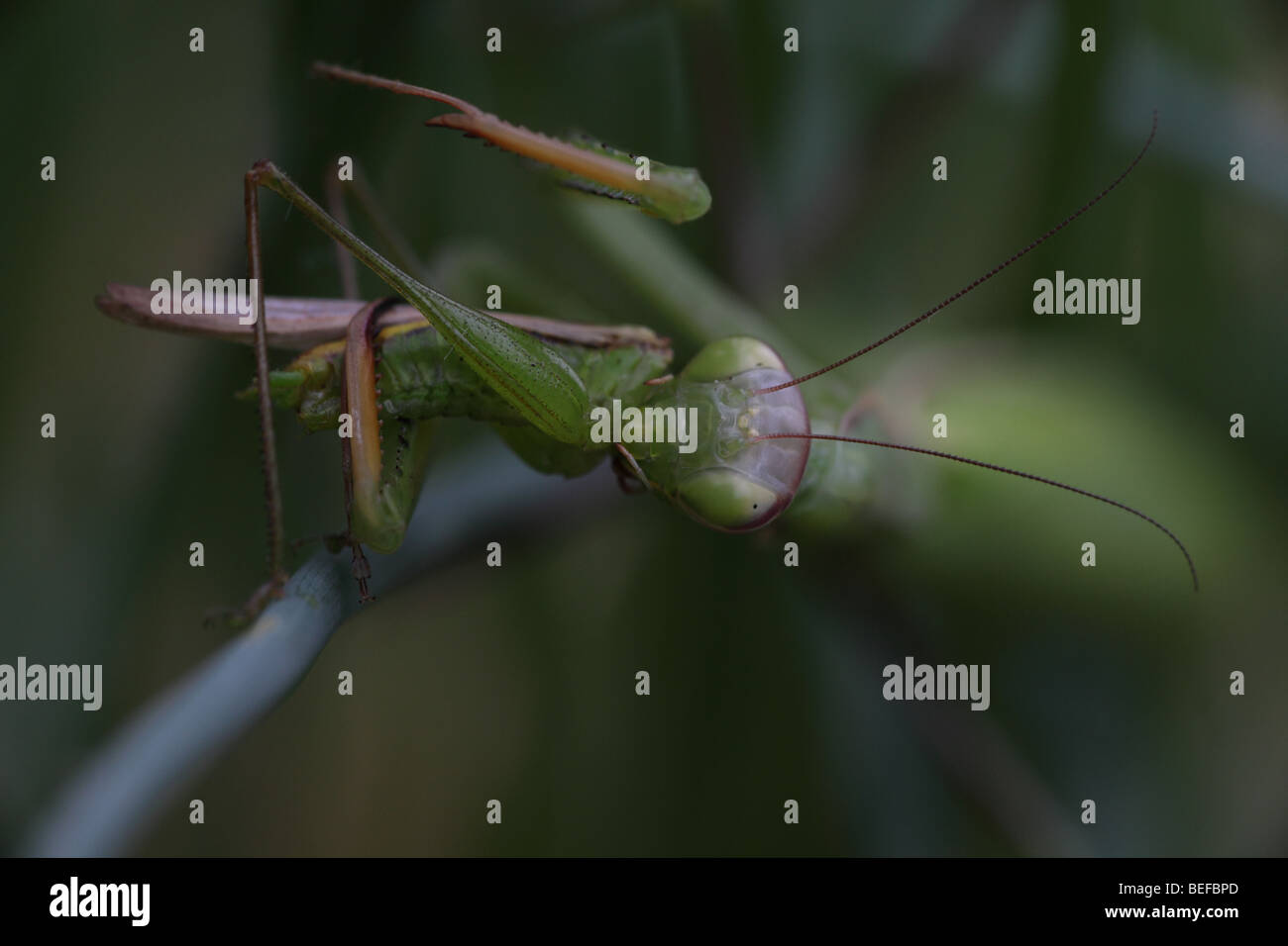 Mantis religiosa eating a prey hi-res stock photography and images - Alamy