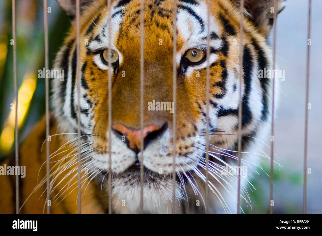 Portrait of a zoo tiger behind bars Stock Photo - Alamy