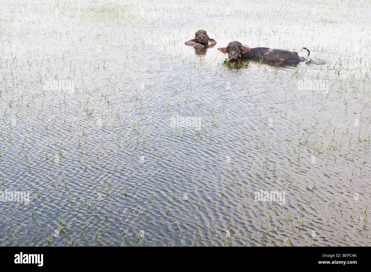 Buffalo wallow hi-res stock photography and images - Alamy