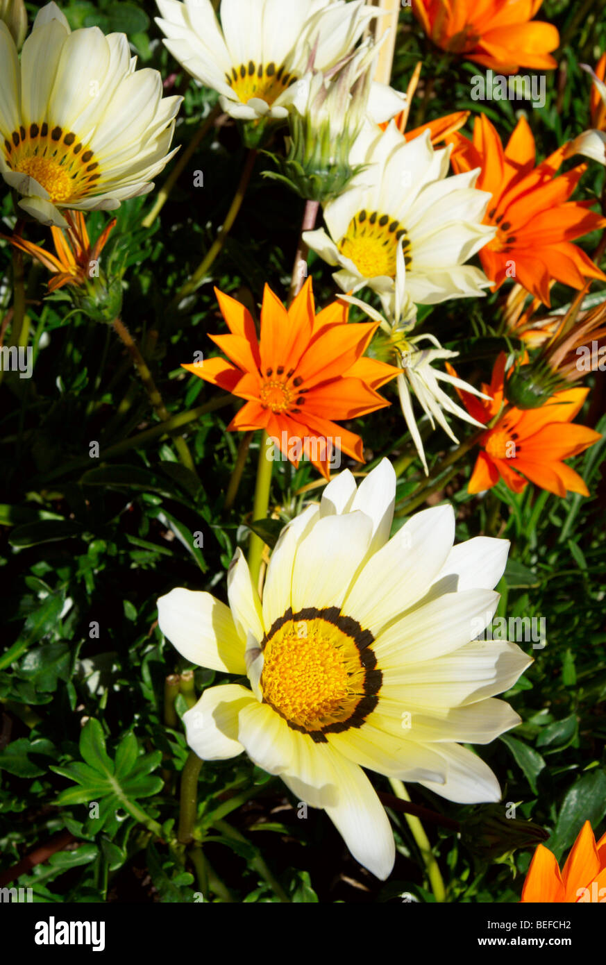 Bright coloured flowers Stock Photo - Alamy