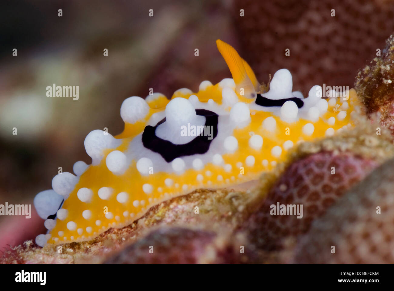 Yellow Nudibranch with white warts some of which are surrounded by a ...