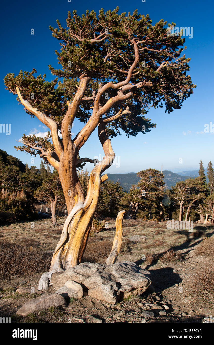 Twisted pine tree hi-res stock photography and images - Alamy