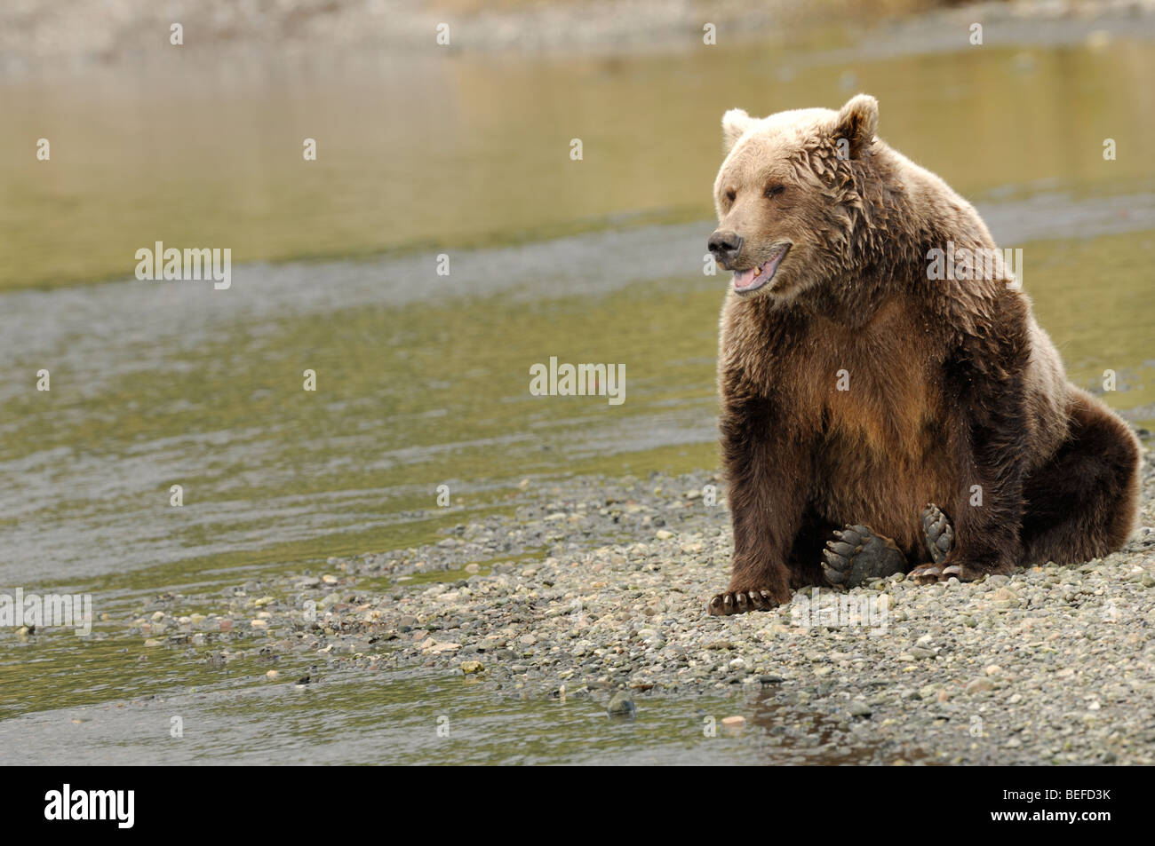 Alaskan brown bear sitting hi-res stock photography and images - Alamy
