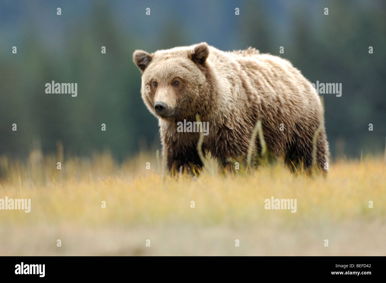 Grizzly bear yearlings hi-res stock photography and images - Alamy