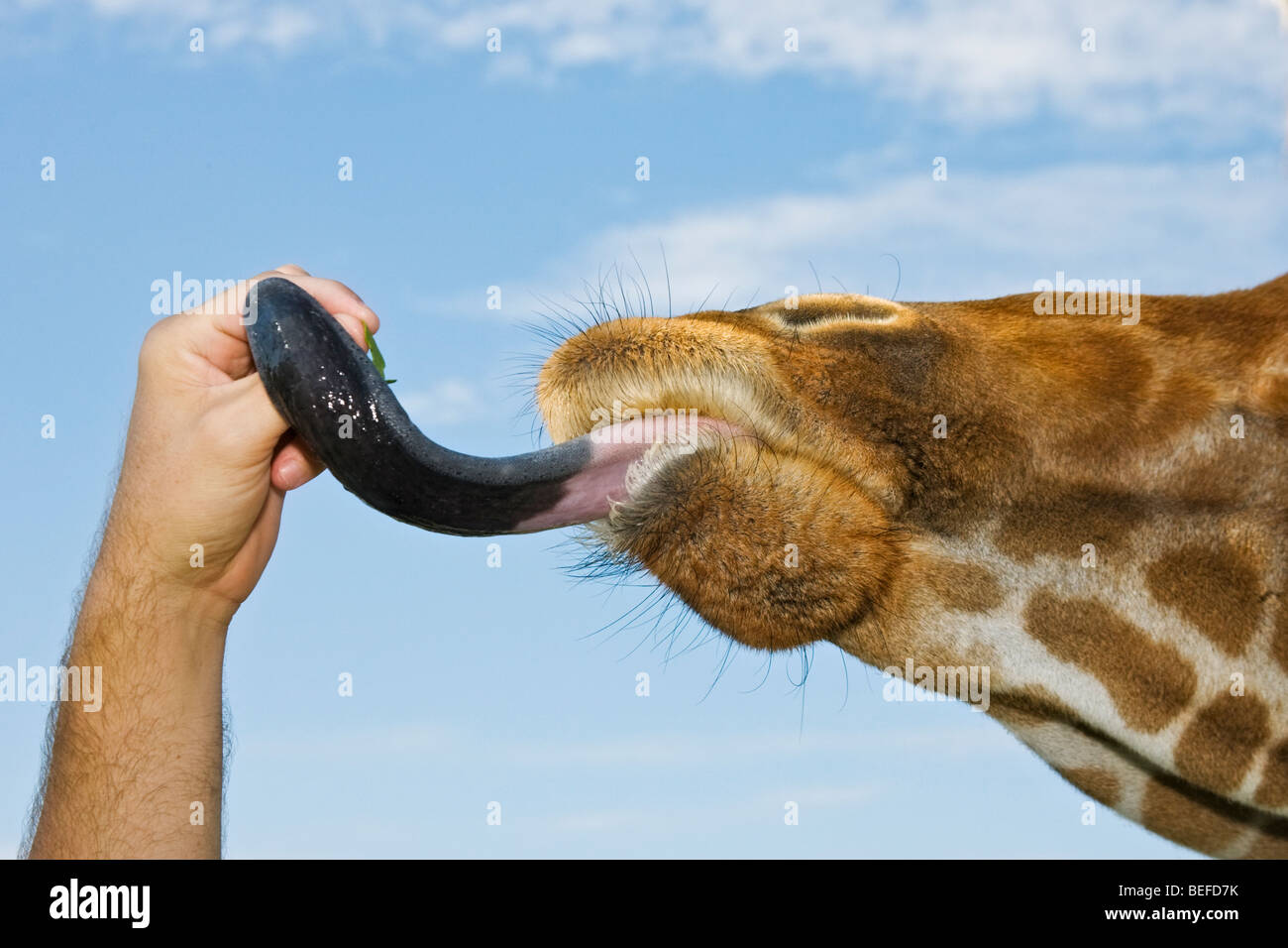 Closeup of the head of a giraffe licking a person's hand Stock Photo ...