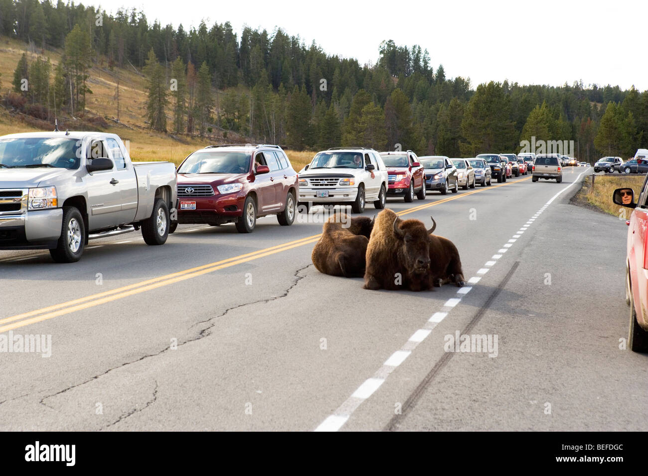 Bison block the road, Yellowstone National Park, WY Stock Photo - Alamy