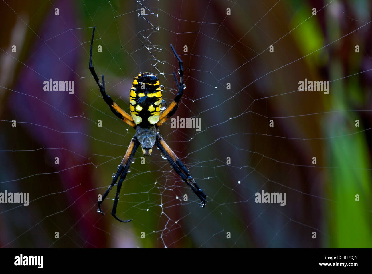Carnivorous spider hi-res stock photography and images - Alamy