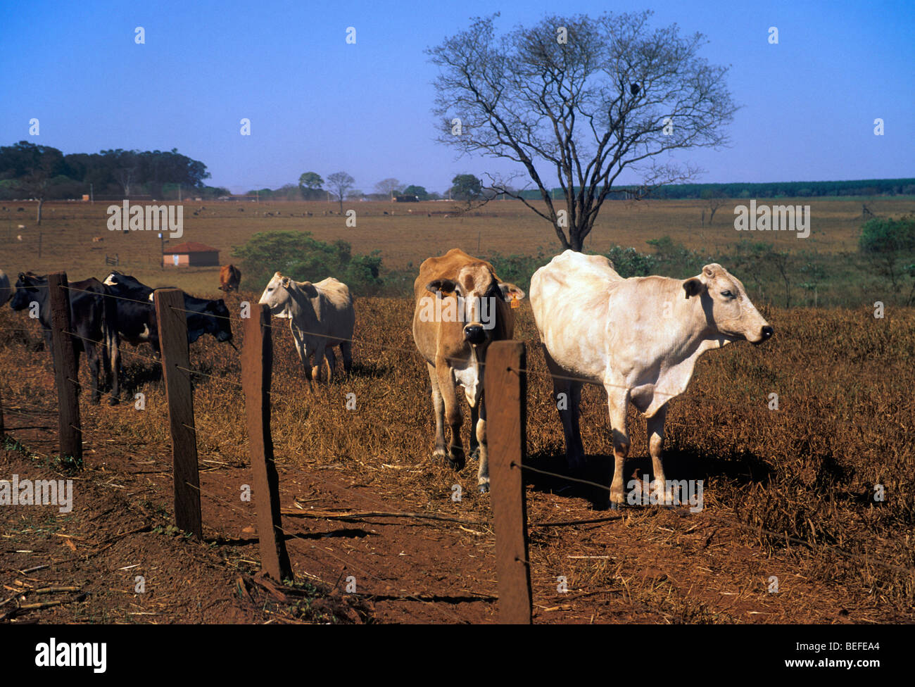 Cattle in pasture previously cerrado vegetation (Brazilian savannas ...