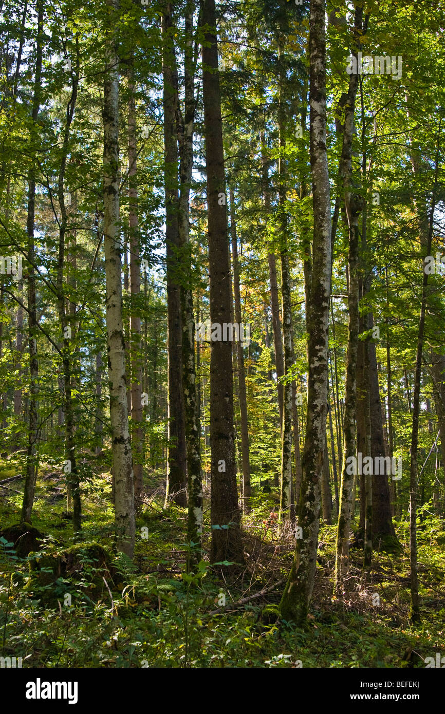 Bavarian Alps, forest, tall old trees Stock Photo - Alamy