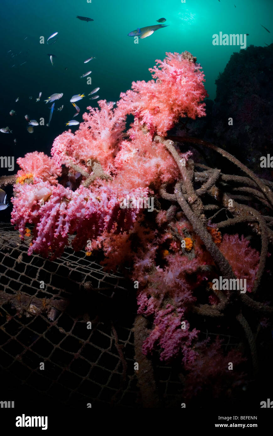 Underwater ropes hi-res stock photography and images - Alamy