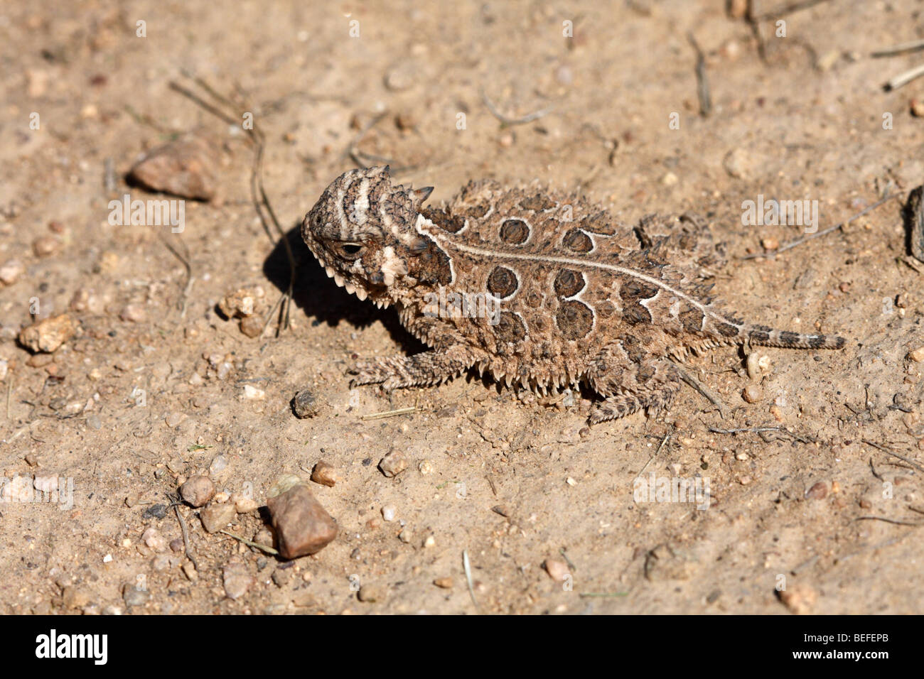 Juvenile Texas horned lizard or horny toad (Phrynosoma cornutum ...