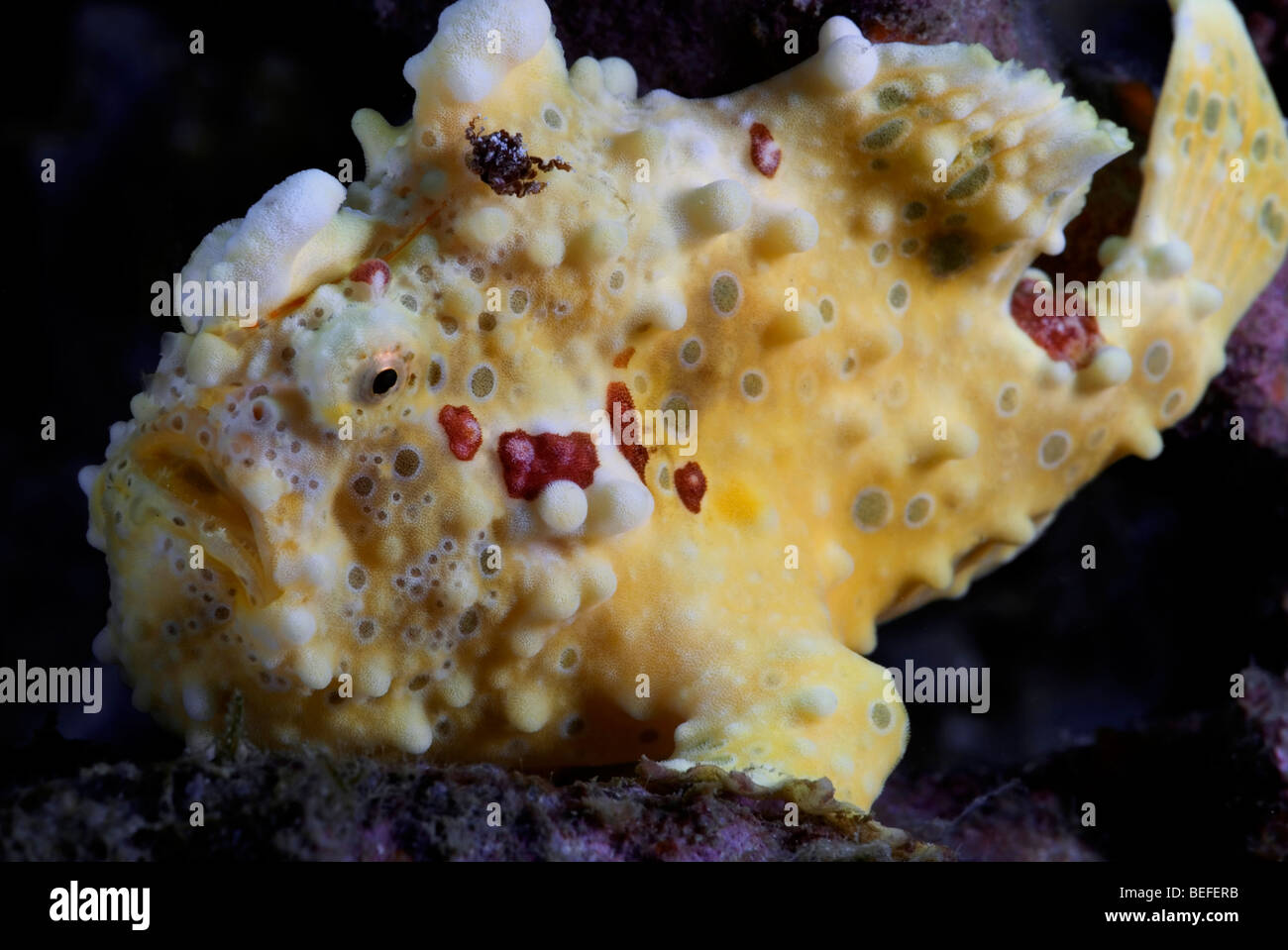 Frog fish hi-res stock photography and images - Alamy