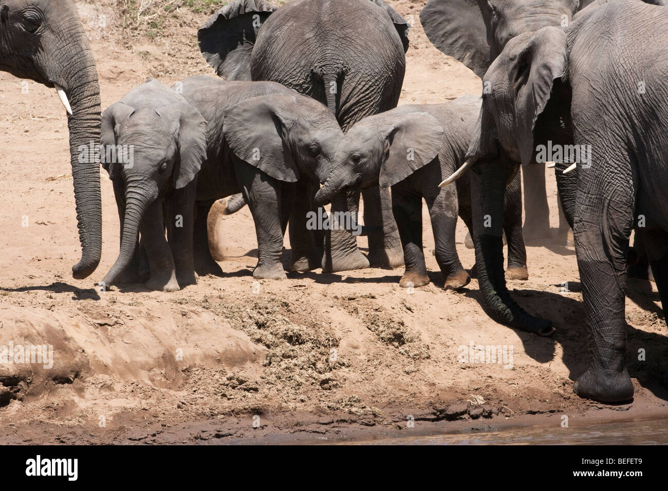 Baby elephants leaning together hi-res stock photography and images - Alamy