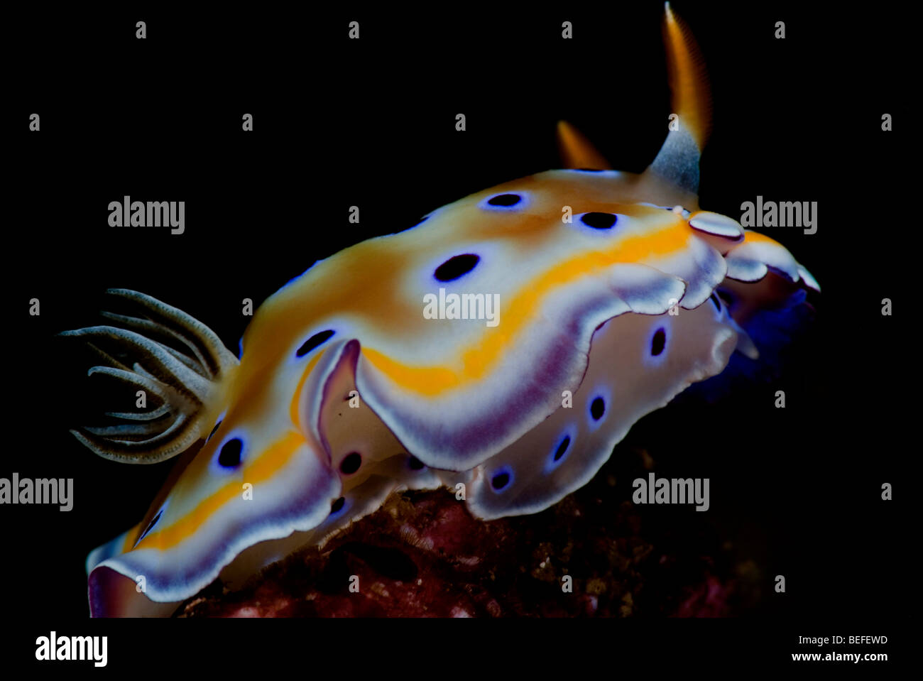 Kunes nudibranch chromodoris kunei underwater hi-res stock photography ...