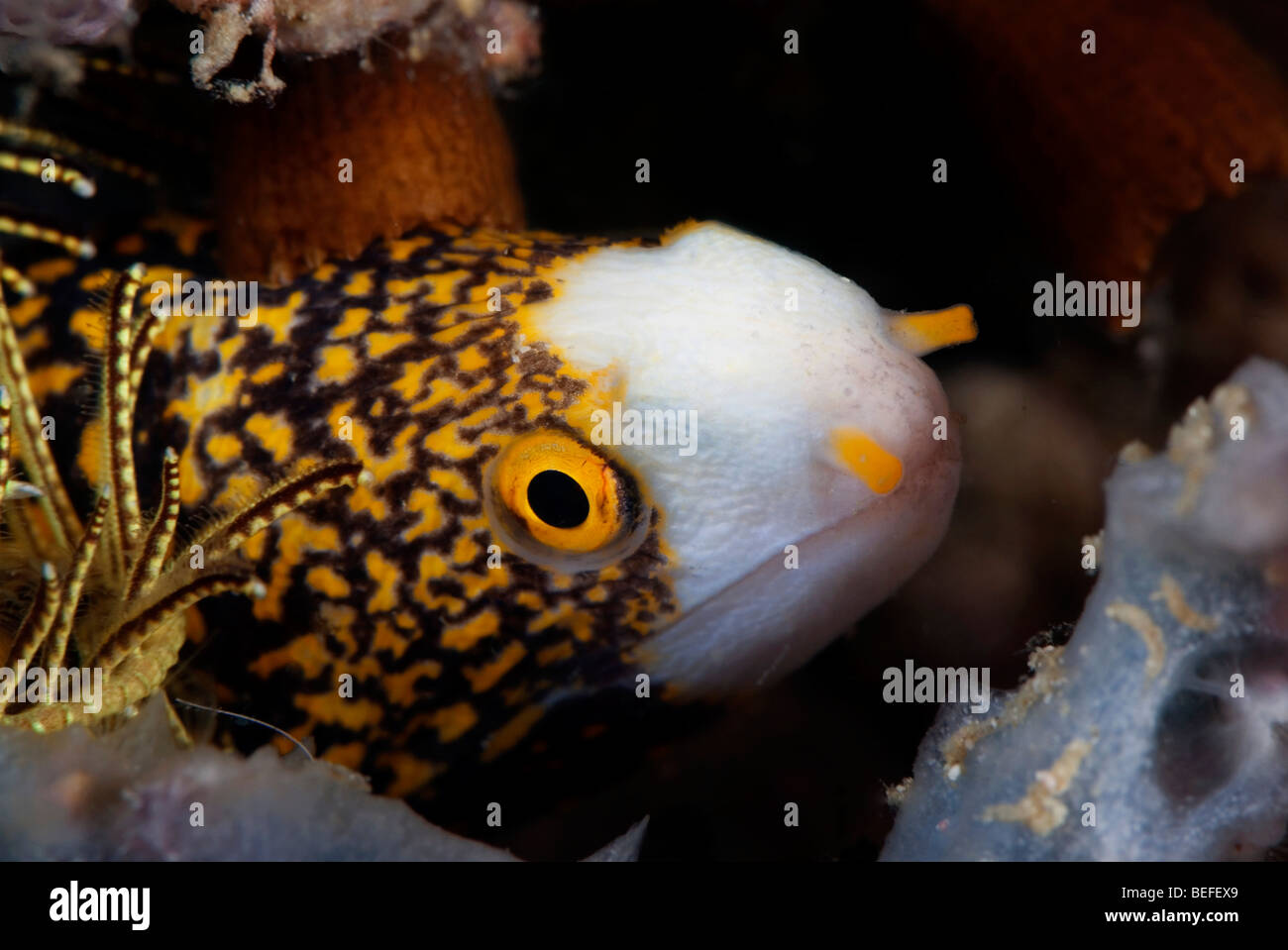 Snowflake moray eel hi-res stock photography and images - Alamy