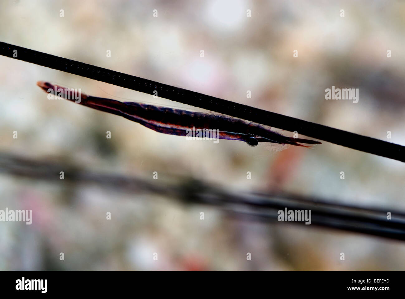 Sea urchin Shrimp under water Stock Photo - Alamy