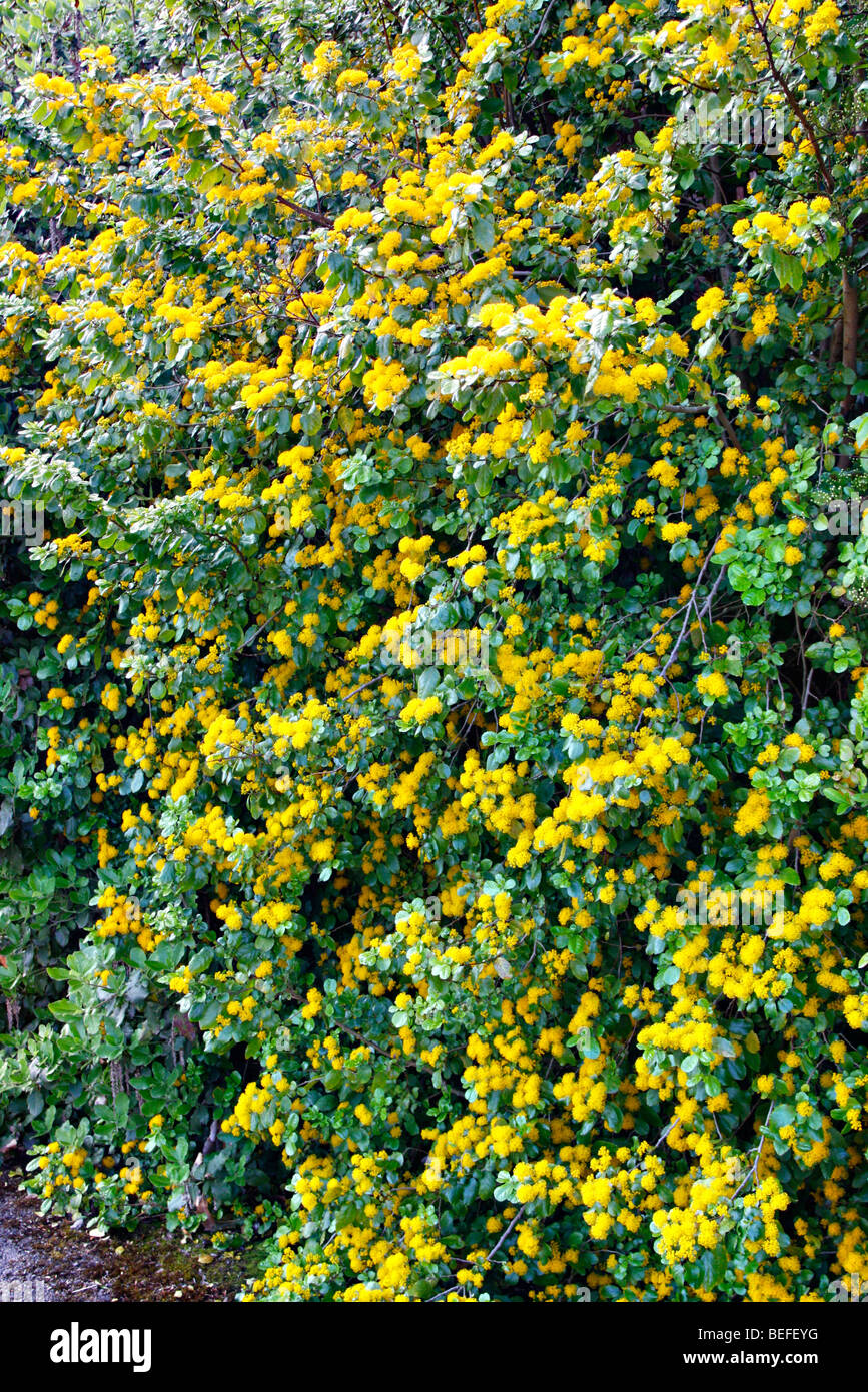 Azara serrata hi-res stock photography and images - Alamy