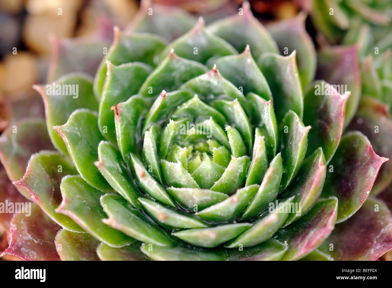 Sempervivum Tectorum (Common Houseleek), also known as Hen and Chicks ...
