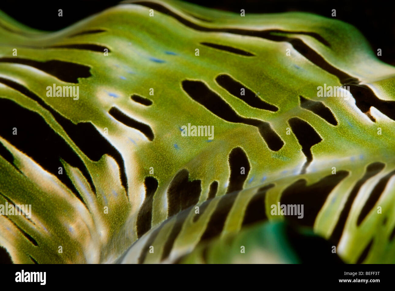 Giant Clam close-up under water Stock Photo - Alamy