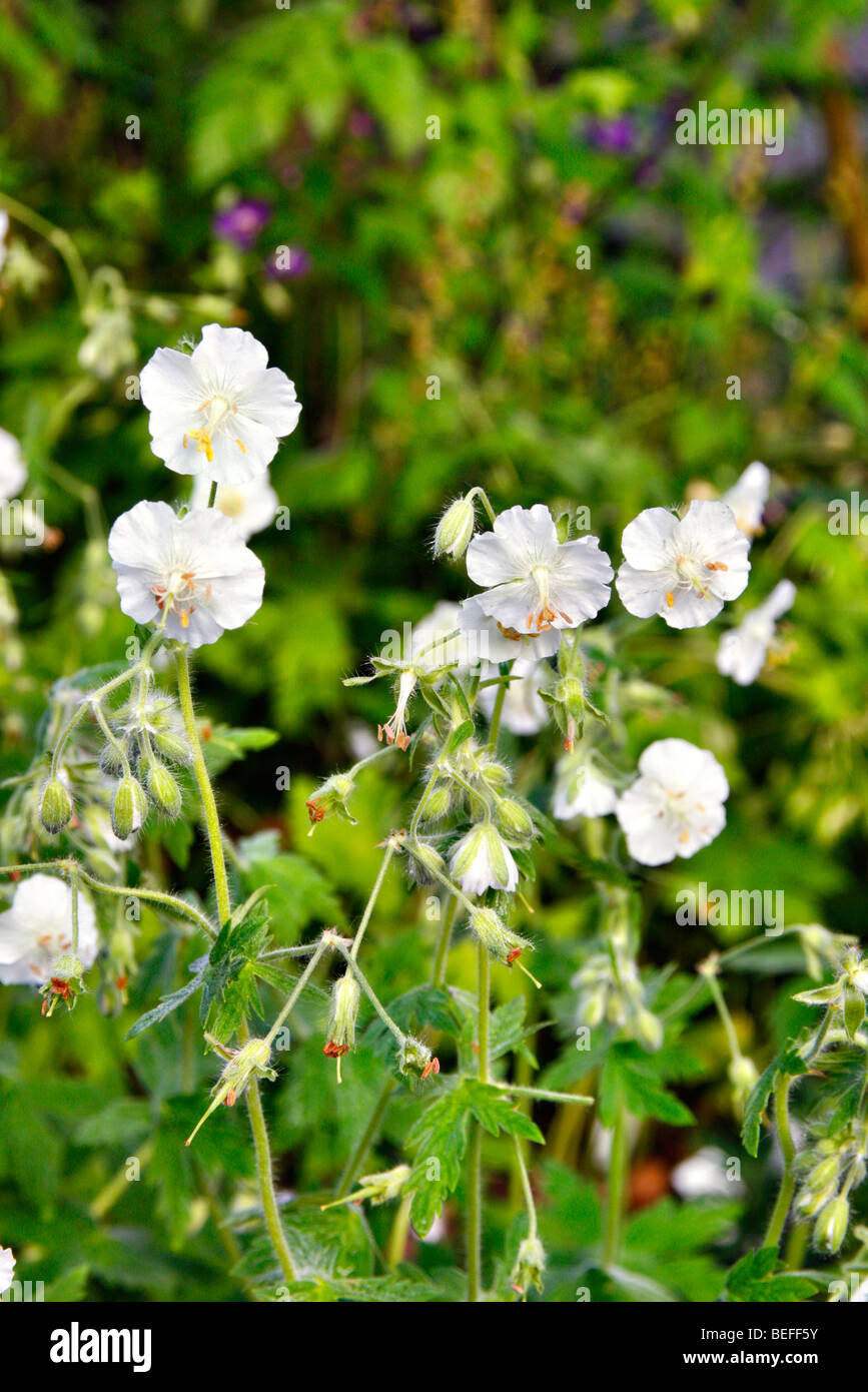 Phaeum album hi-res stock photography and images - Alamy