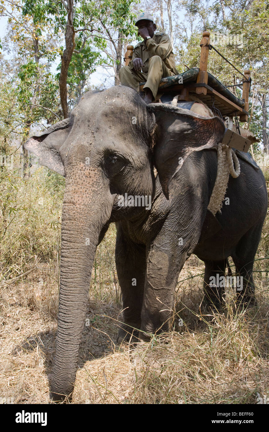 Trained elephant hi-res stock photography and images - Alamy