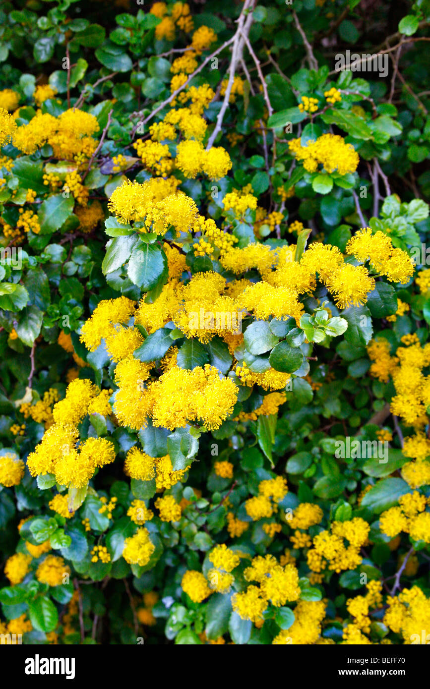 Azara serrata hi-res stock photography and images - Alamy