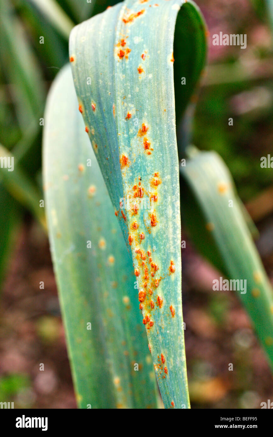 Garlic rust disease High Resolution Stock Photography and Images - Alamy