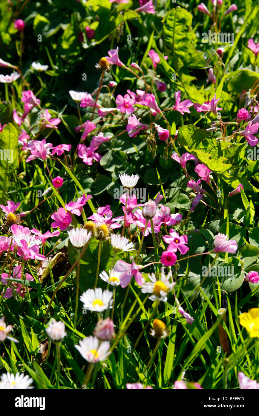Waste Ground Weed Stock Photos & Waste Ground Weed Stock Images - Alamy